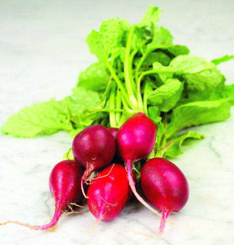 Best Radish Types for Fall - Grit